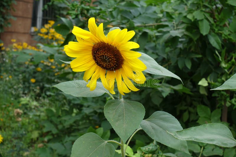 1 Yellow Flower of Common Sunflower in August Stock Image - Image of ...