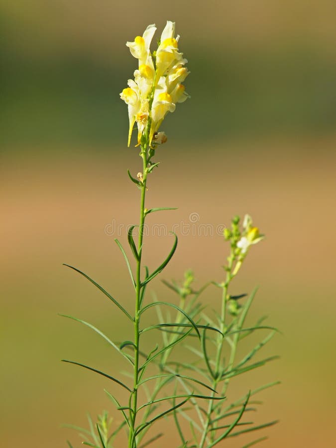 Yellow Flower of Common Toadflax, Linaria Vulgaris Stock Photo - Image ...