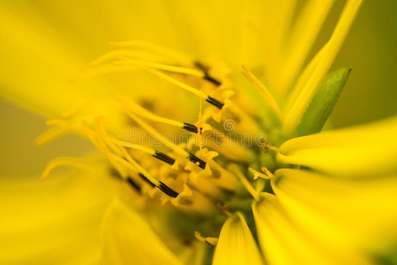 Flower of a Compass Plant stock image. Image of museum - 152783101