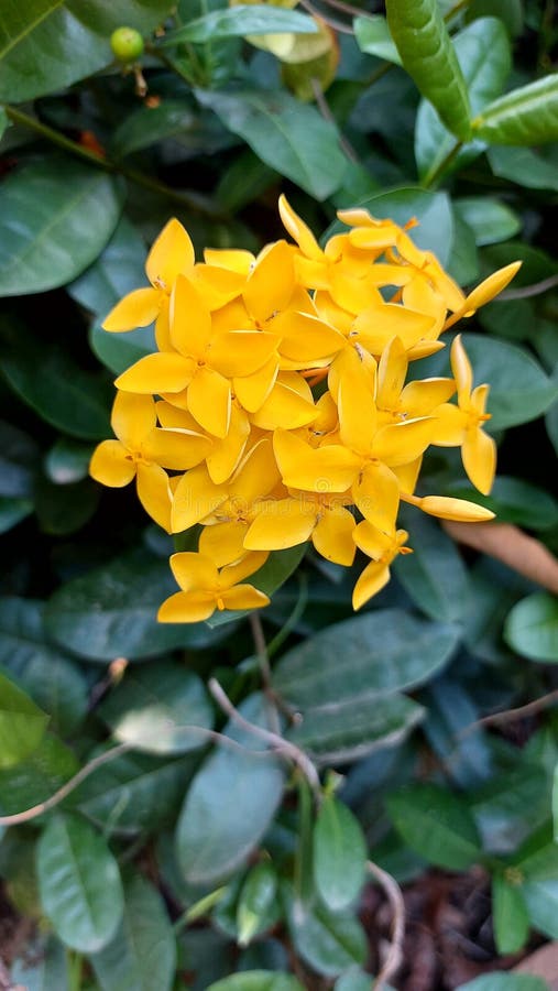 Yellow flower this cool stock image. Image of blossom - 262152025