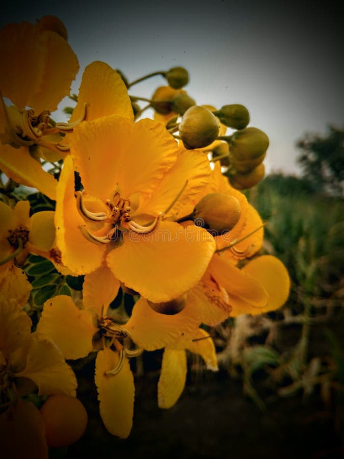 Yellow flower stock photo. Image of cool, flower, uniqueflower - 137227244