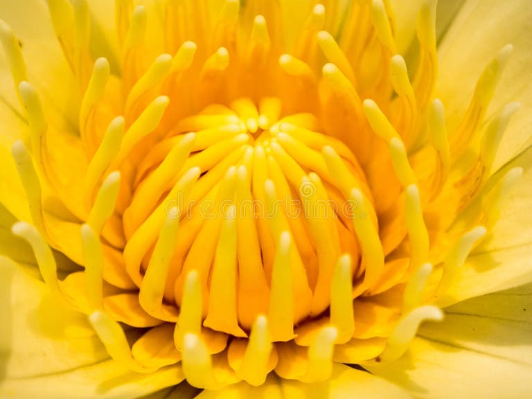 Yellow flower core stock image. Image of lily, define - 55466357