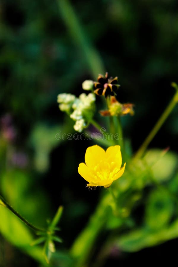 Yellow Flower, Corn Buttercup in Grass Stock Photo - Image of arvensis ...