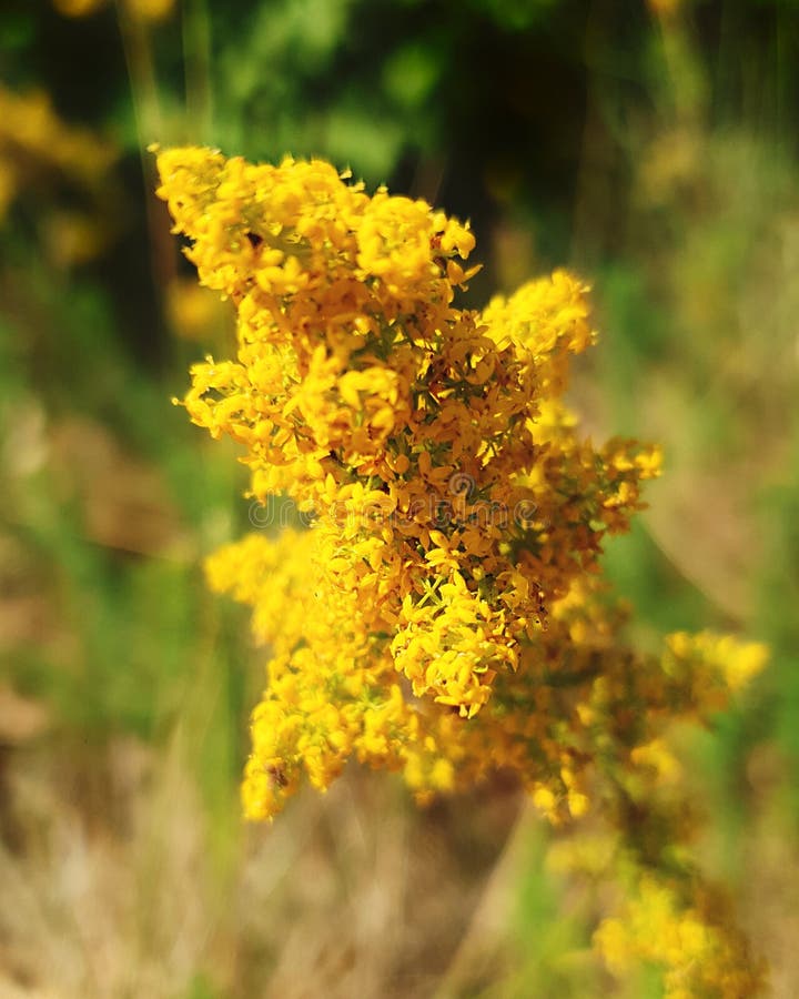 Yellow Flower Dancing in the Wind in Provence Stock Photo - Image of ...