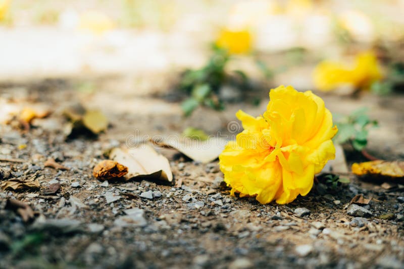 Yellow flower stock image. Image of season, desert, dead - 88799437