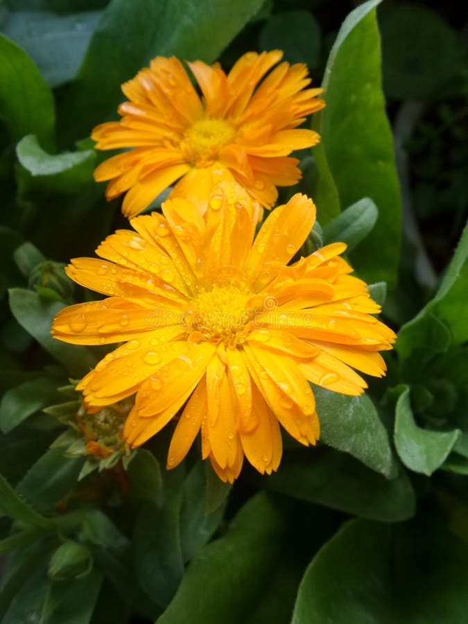 Yellow Flower with Drop Water Stock Photo - Image of yellow, darat ...