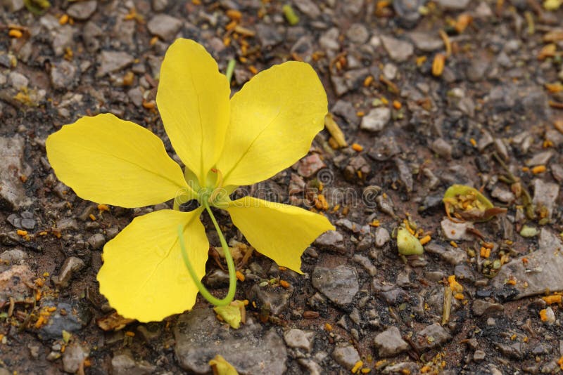 Yellow Flower Fall on Floor Stock Photo - Image of falling, concept ...