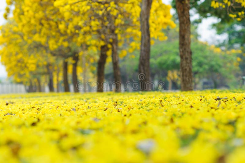 Yellow Flower Fall from the Tree Stock Photo - Image of yellow, summer ...