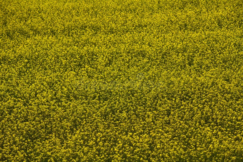 Yellow flower field stock photo. Image of countryside - 10489364