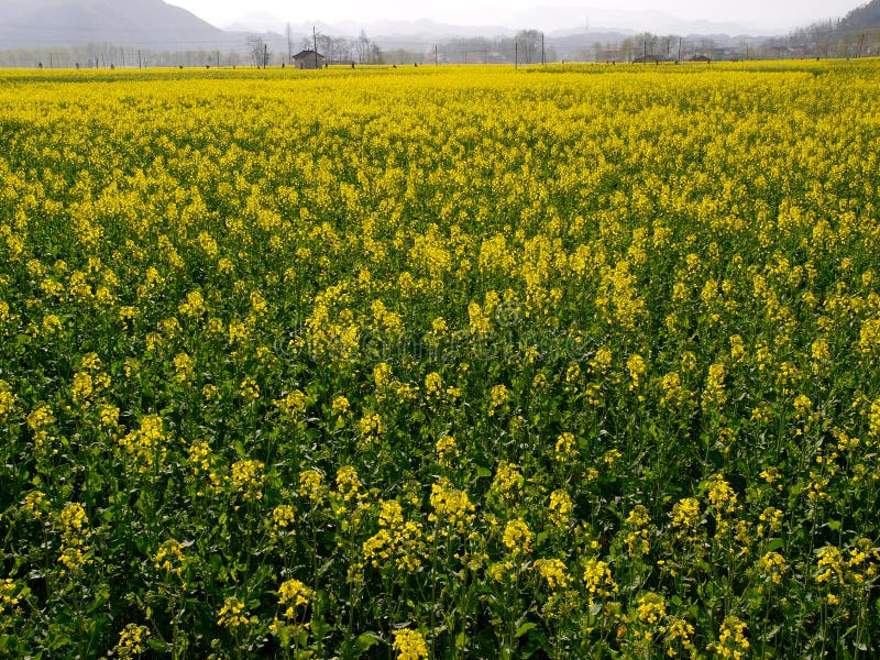 Yellow flower field stock image. Image of copy, blooming - 24225367