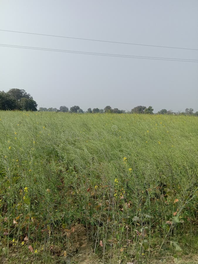 132 Flower Sarso Stock Photos - Free & Royalty-Free Stock Photos from ...