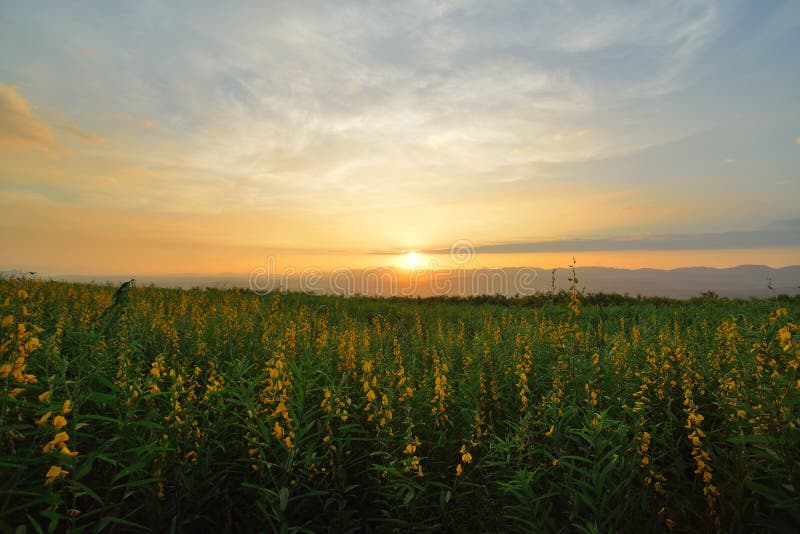 Yellow flower field stock image. Image of landscape, flower - 81714453