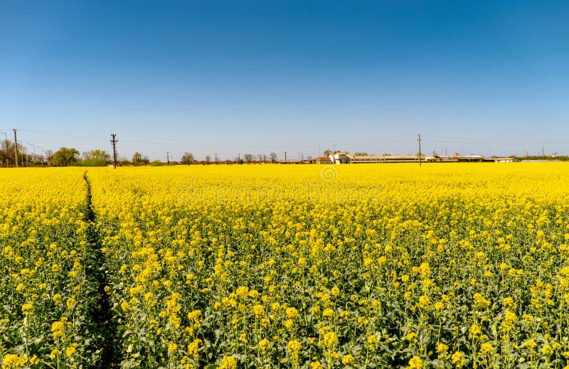 Yellow Flower Field stock image. Image of plenty, horizon - 375205421