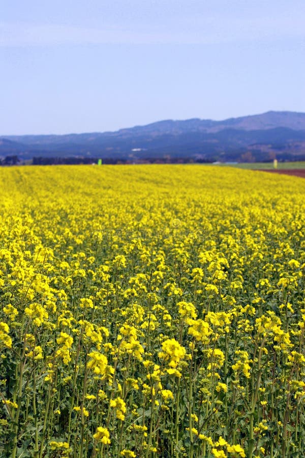 Yellow Flower Field in Japan Stock Photo - Image of nature, scenery ...