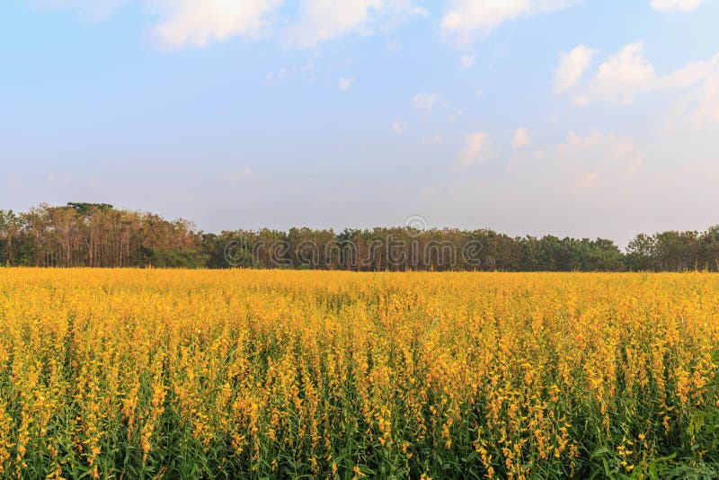 Yellow Flower Field Landscape and Blu Sky Stock Photo - Image of ...
