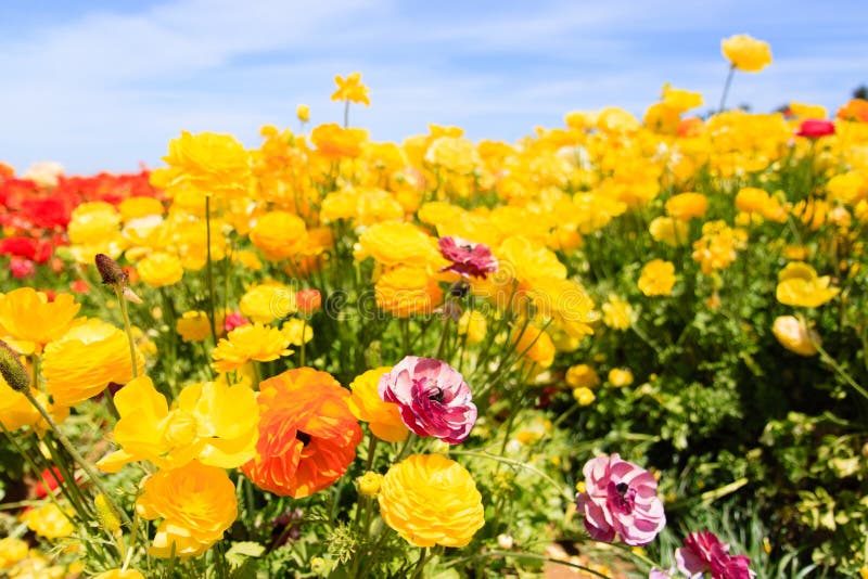 Yellow Flower Field Light Clouds Stock Image - Image of ranunculus ...