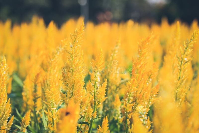 Yellow flower field stock image. Image of nature, field - 66903131