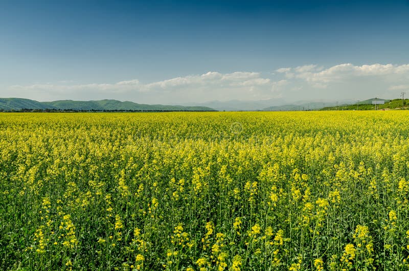 Yellow Flower Field stock photo. Image of meadow, oilseed - 30746736