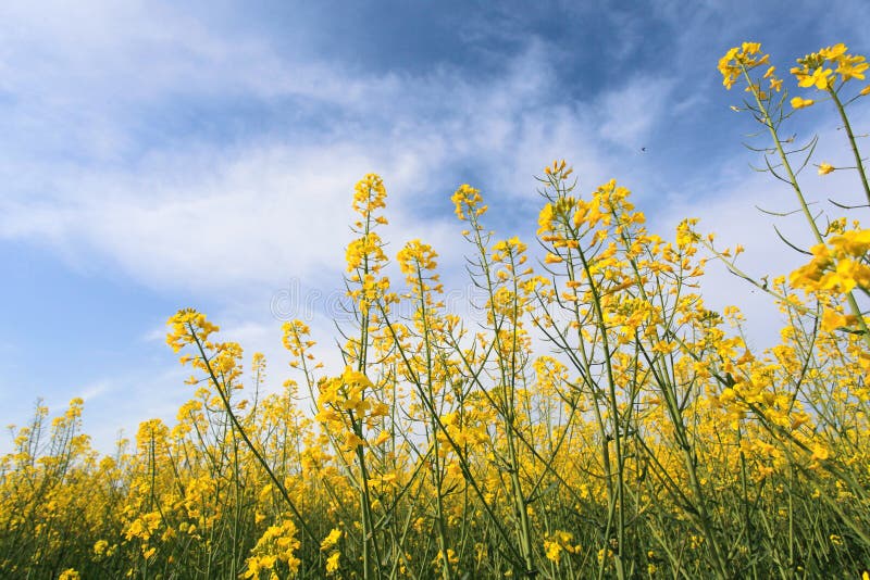 Yellow Flower Field in Spring Stock Photo - Image of field, blue: 68844588
