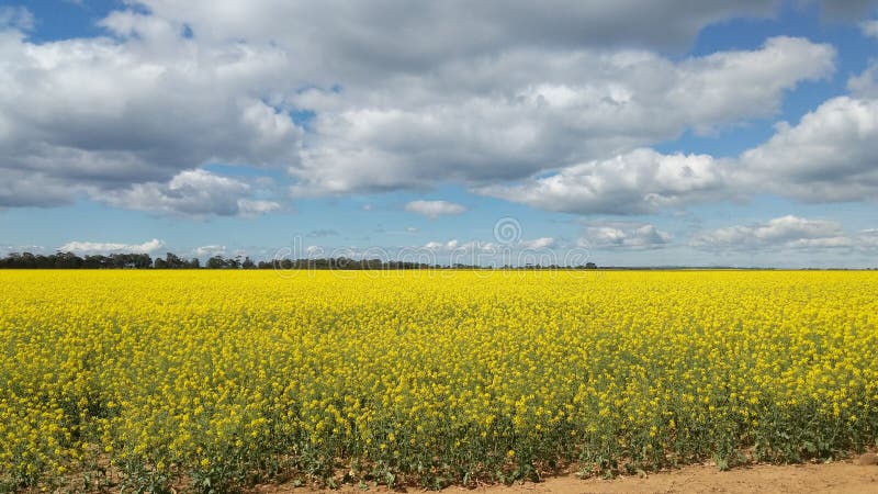 Yellow Flower Field in Spring Stock Photo - Image of clouds, flowers ...