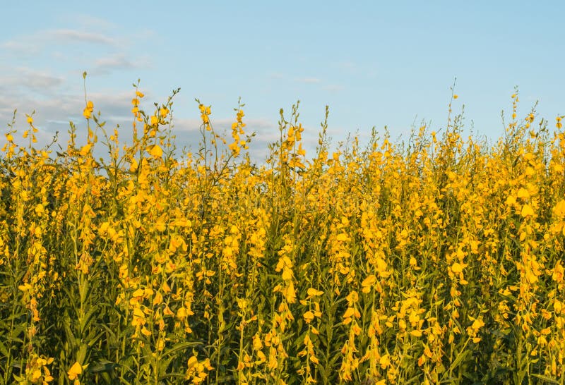 Yellow Flower Field stock photo. Image of yellow, rapeseed - 63533824