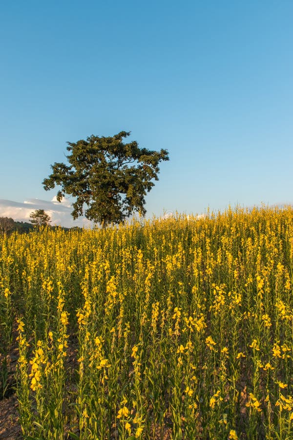Yellow Flower Field stock photo. Image of field, summer - 63533886