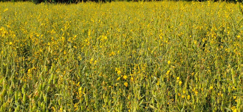Yellow flower fields stock photo. Image of bread, closeup - 76408086