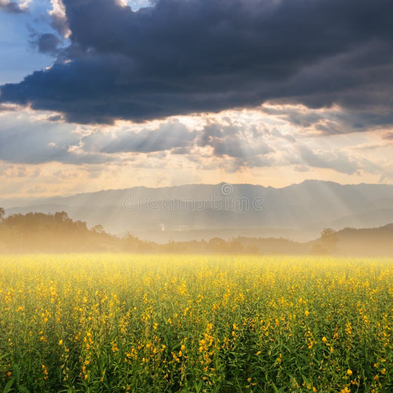 Yellow Flower Fields and Sunset Stock Photo - Image of nature ...