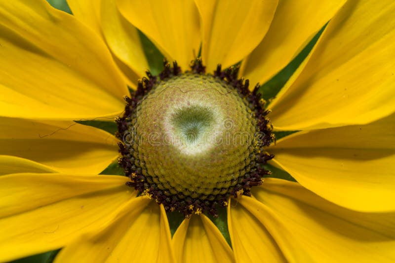 Yellow Flower Fill the Frame Stock Image - Image of fresh, decoration ...