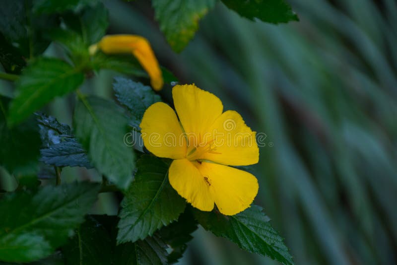 Yellow flower. stock photo. Image of season, leafs, summer - 92789176