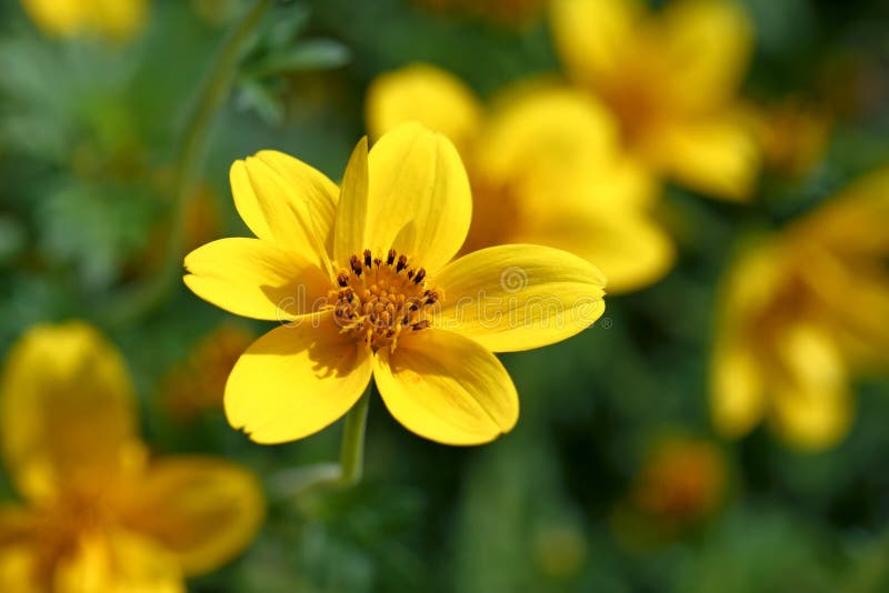 Yellow flower stock photo. Image of beauty, color, colorful - 67692208