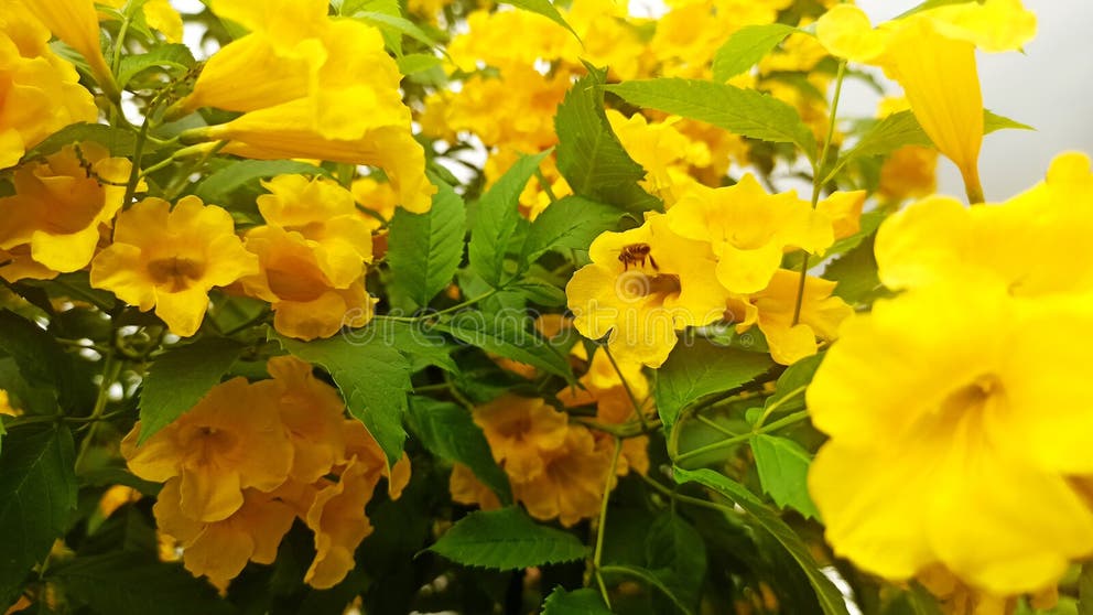 Yellow Flower and Flying Bee Stock Photo - Image of petal, deciduous ...