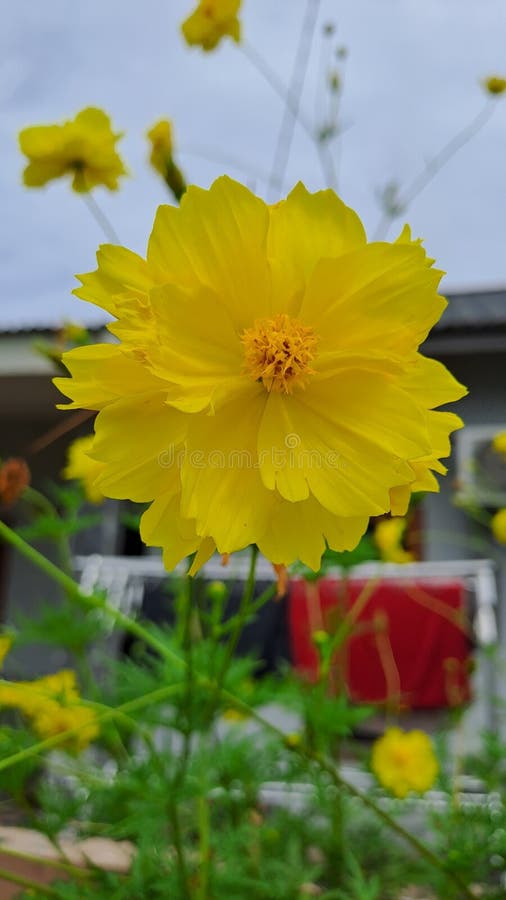 Yellow Flower Focused Angle Stock Photo - Image of tulip, potrait ...