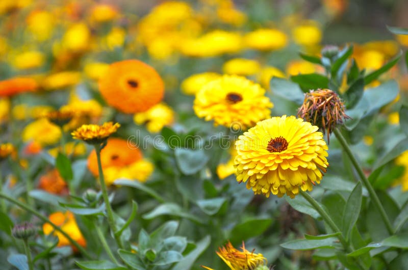 Yellow Flower in jungle stock image. Image of fresh - 143080363