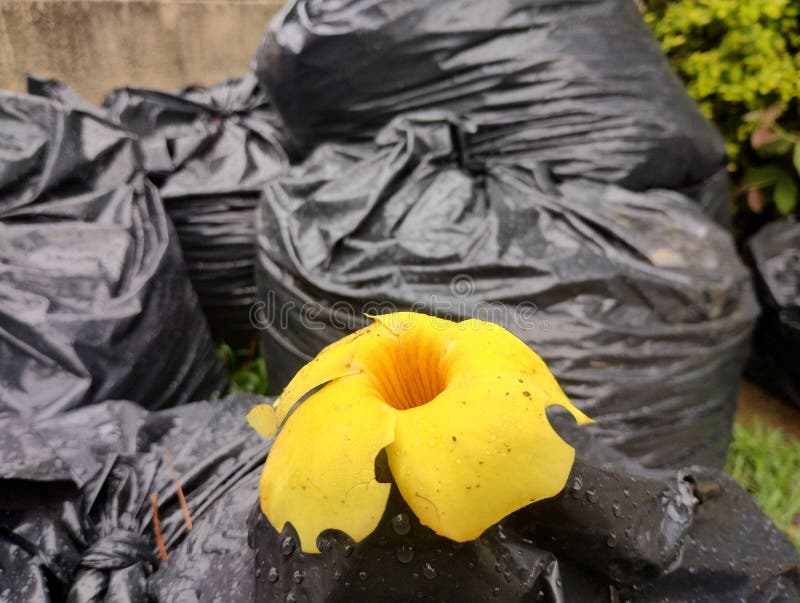 A Yellow Flower among Garbage Bags Stock Photo - Image of mostrando ...