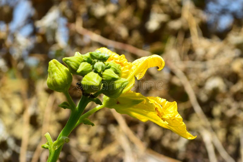 Yellow Flower Garden Vegetable Floral Food Farm Leaf Blossom Stock ...