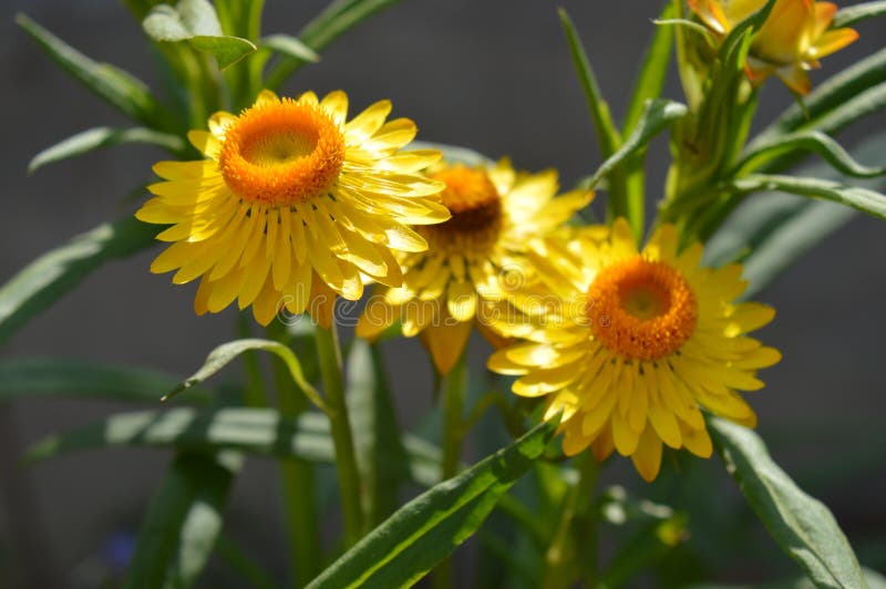 Yellow Flower stock image. Image of yellow, flower, india - 77569499