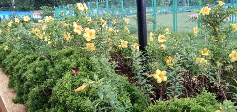 Yellow Flower Garden in Dhanbad District India Stock Image - Image of ...