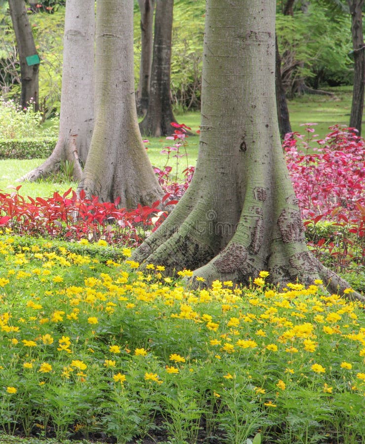 Yellow flower in garden stock photo. Image of flower - 51101750