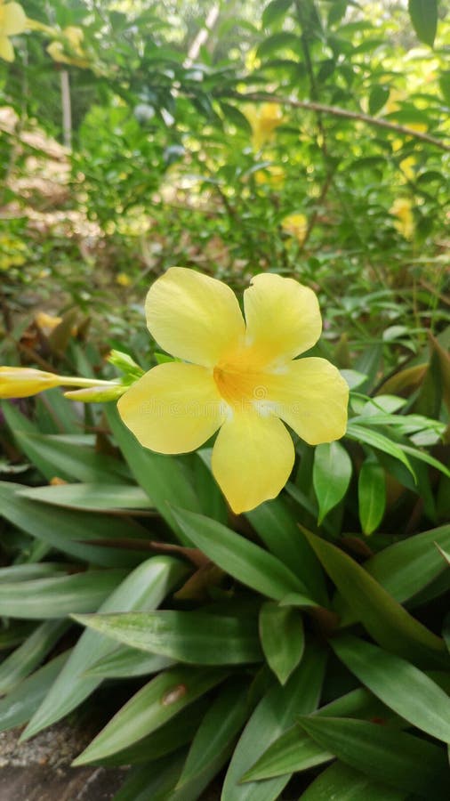 Yellow flower and greenery stock image. Image of yellow - 225361205