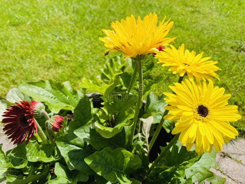 Yellow gerber stock image. Image of flower, leaf, garden - 253499205