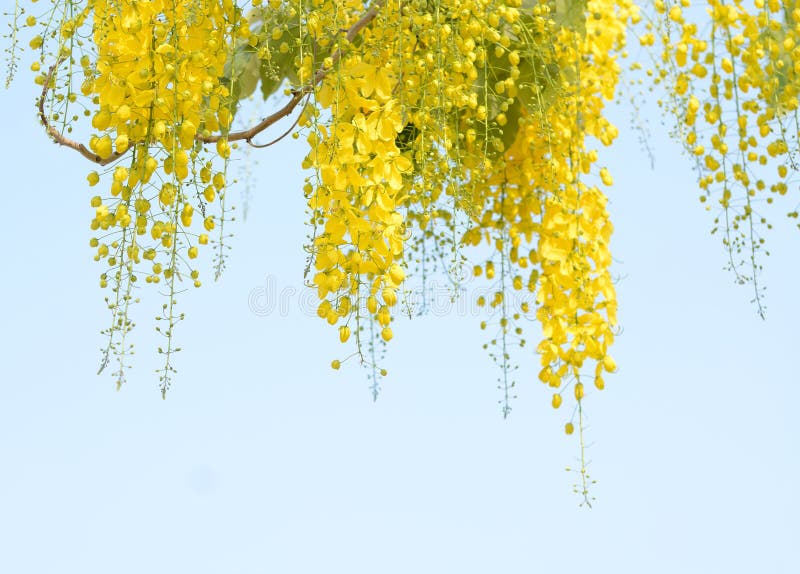 Yellow Flower, Golden Shower Tree Stock Photo - Image of purging ...
