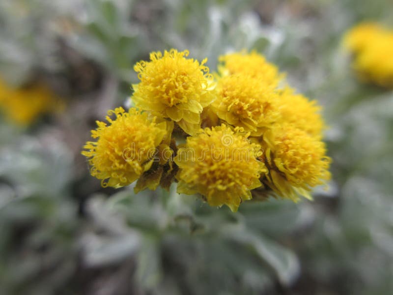 Yellow flower stock image. Image of yellow, bunch, gorgeous - 93499825