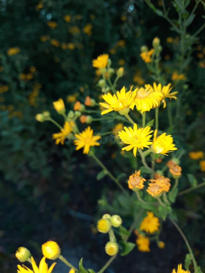 Yellow flower grass stock image. Image of yellow, plant - 199146895