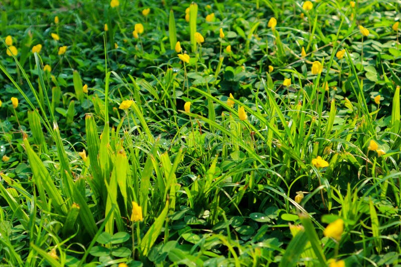 Yellow flower and grass stock image. Image of vegetation - 226963343