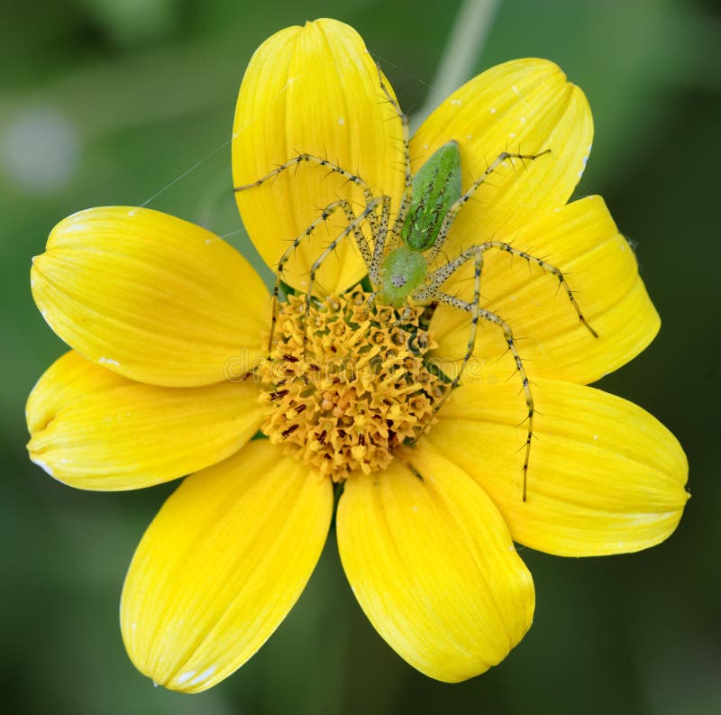 Yellow Flower and Green Spider Stock Image - Image of yellow, spider ...