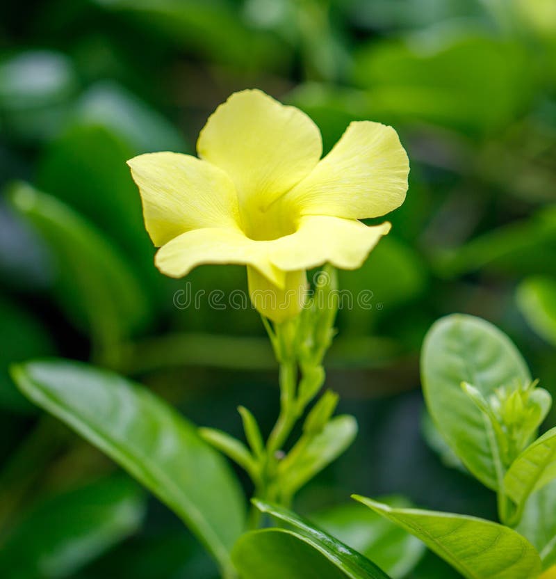 A Yellow Flower with a Green Stem Stock Image - Image of gardening ...