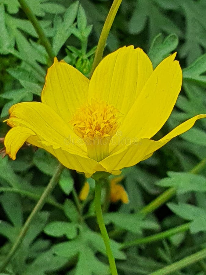 A Yellow Flower in the Green Tree Stock Photo - Image of tree, green ...