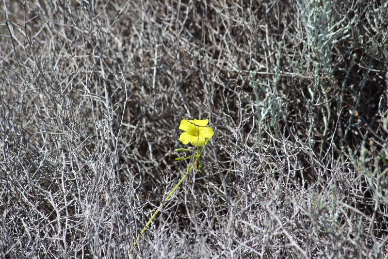 Yellow flower stock photo. Image of green, flower, grey - 82668888