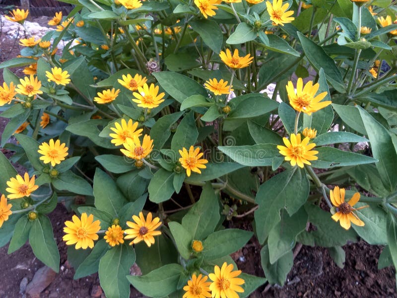Yellow Flower stock photo. Image of meadow, rural, bright - 77628588